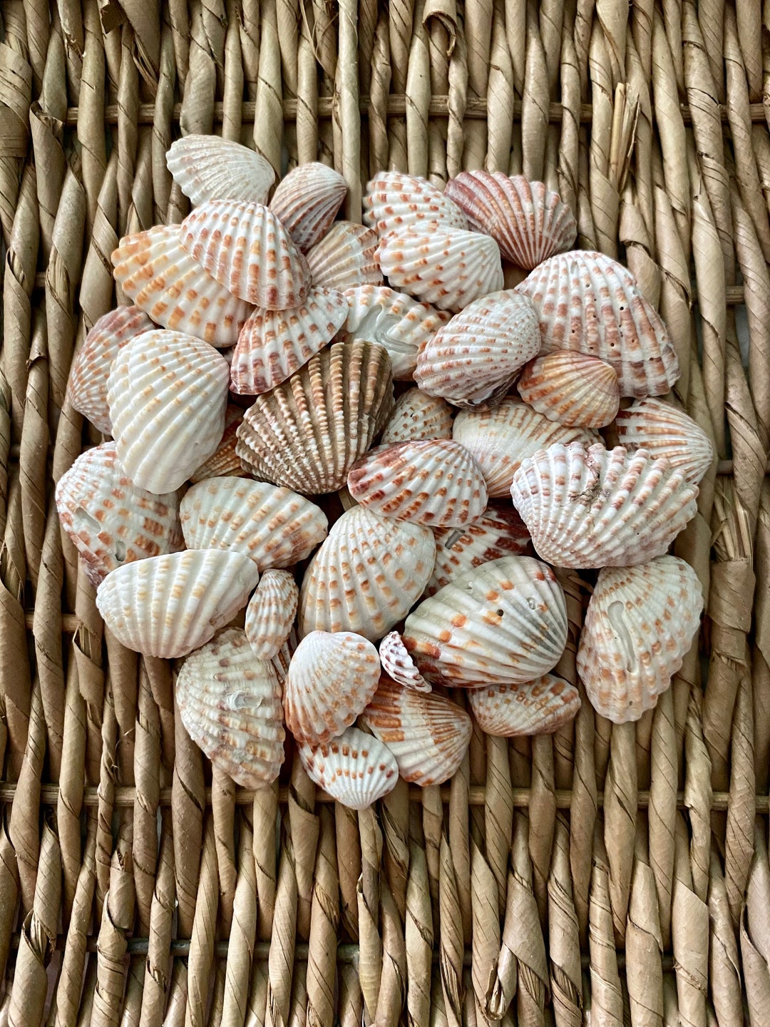 25+ Ribbed Carditid Shells, Sea Shells, Sanibel Sea Shells, Florida Sea ...