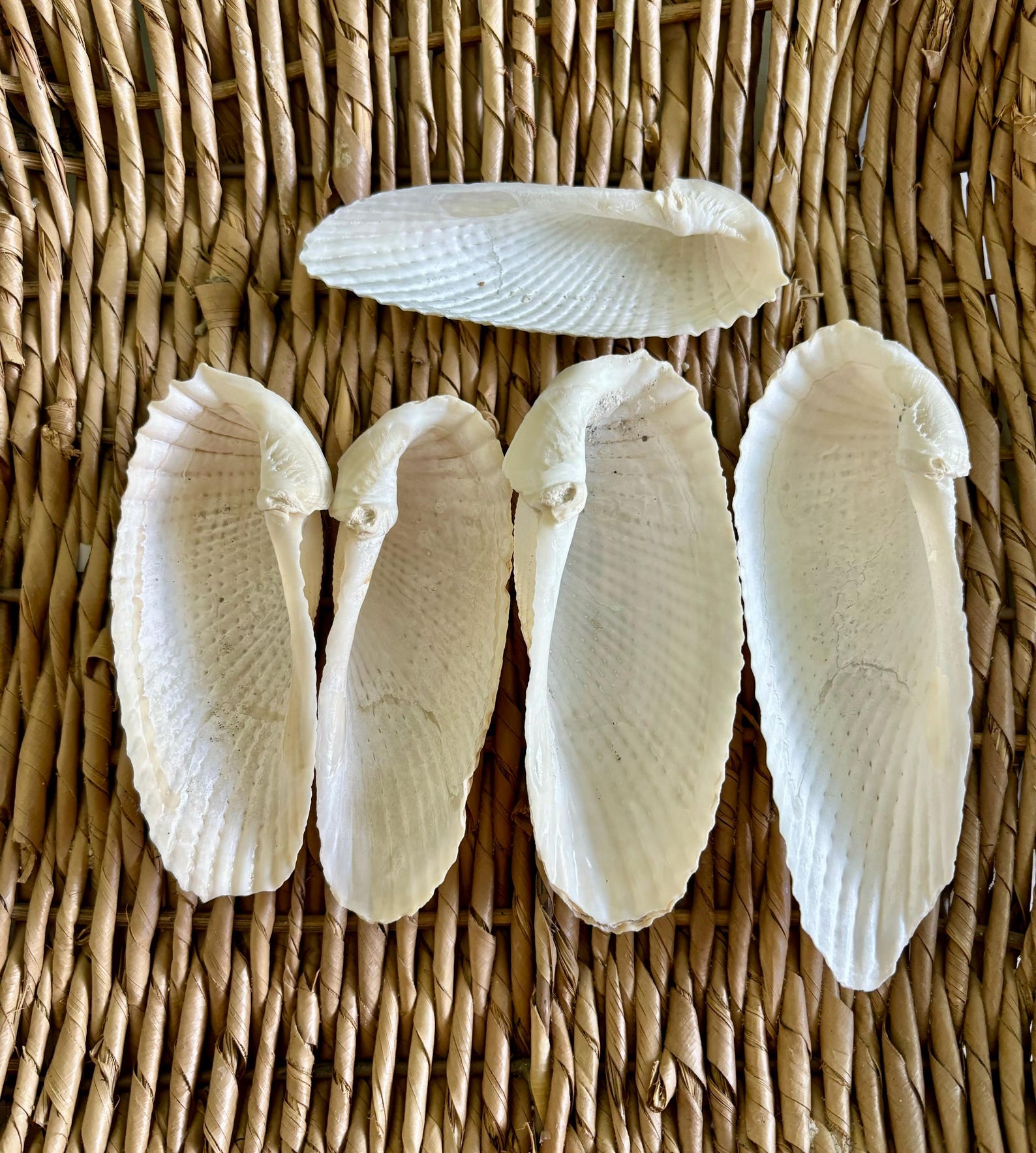 5 Angel Wing Shells, Sanibel Shells, Florida Shells, Craft Shells - Etsy