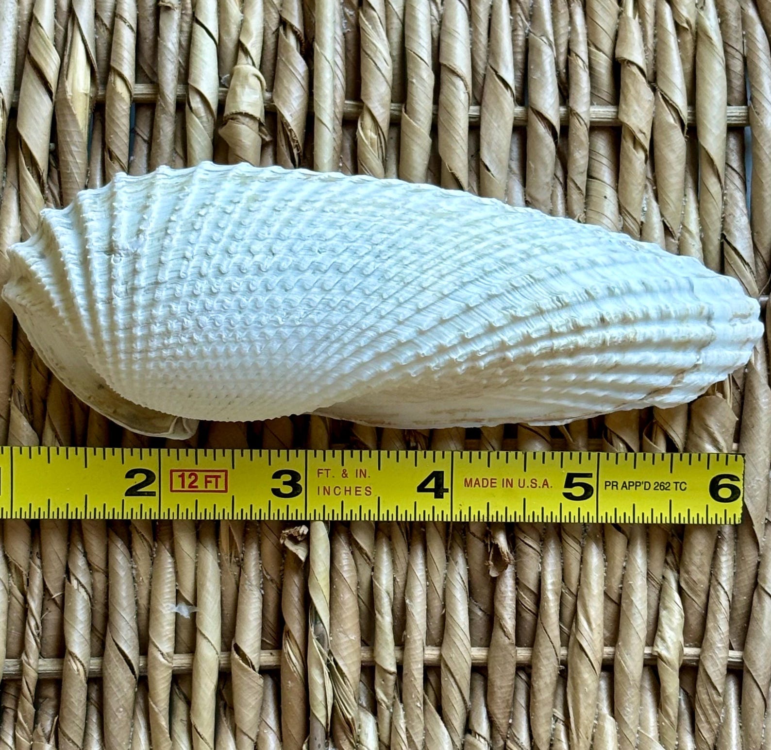 5 Angel Wing Shells, Sanibel Shells, Florida Shells, Craft Shells - Etsy