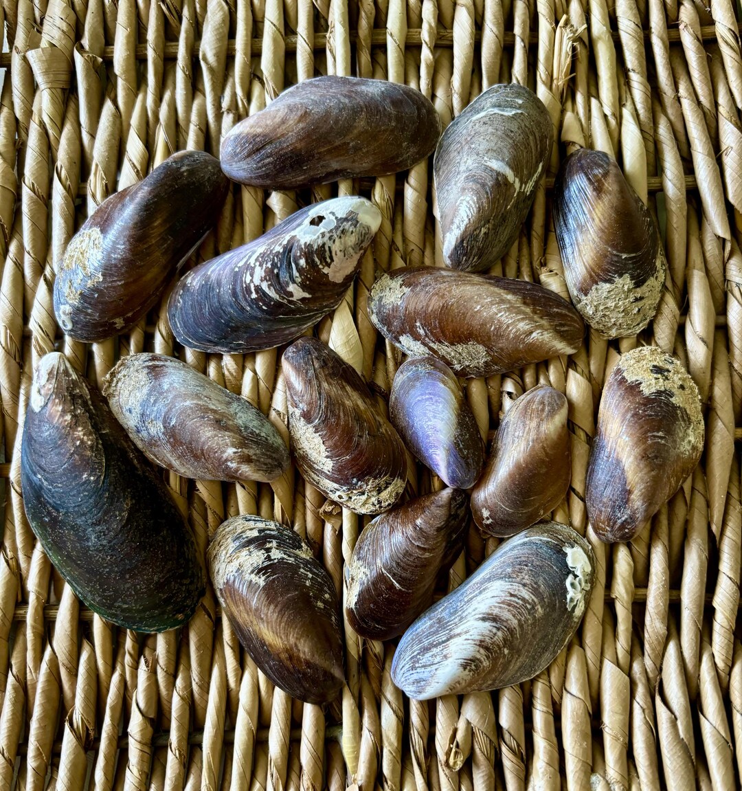 15 Mussel Shells, Sea Shells, Florida Sea Shells, Sanibel Sea Shells ...