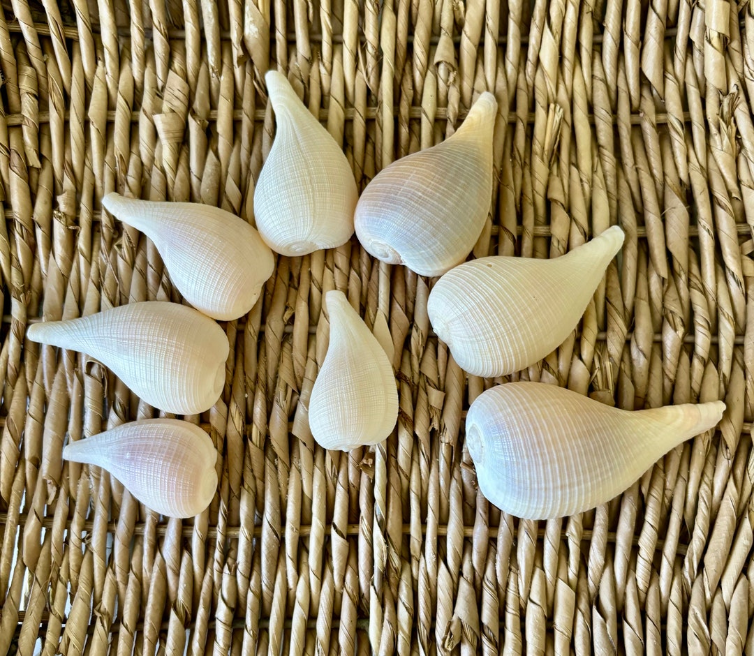 8 Paper Fig Shells, Sanibel Seashells, Florida Seashells, Craft Shells ...