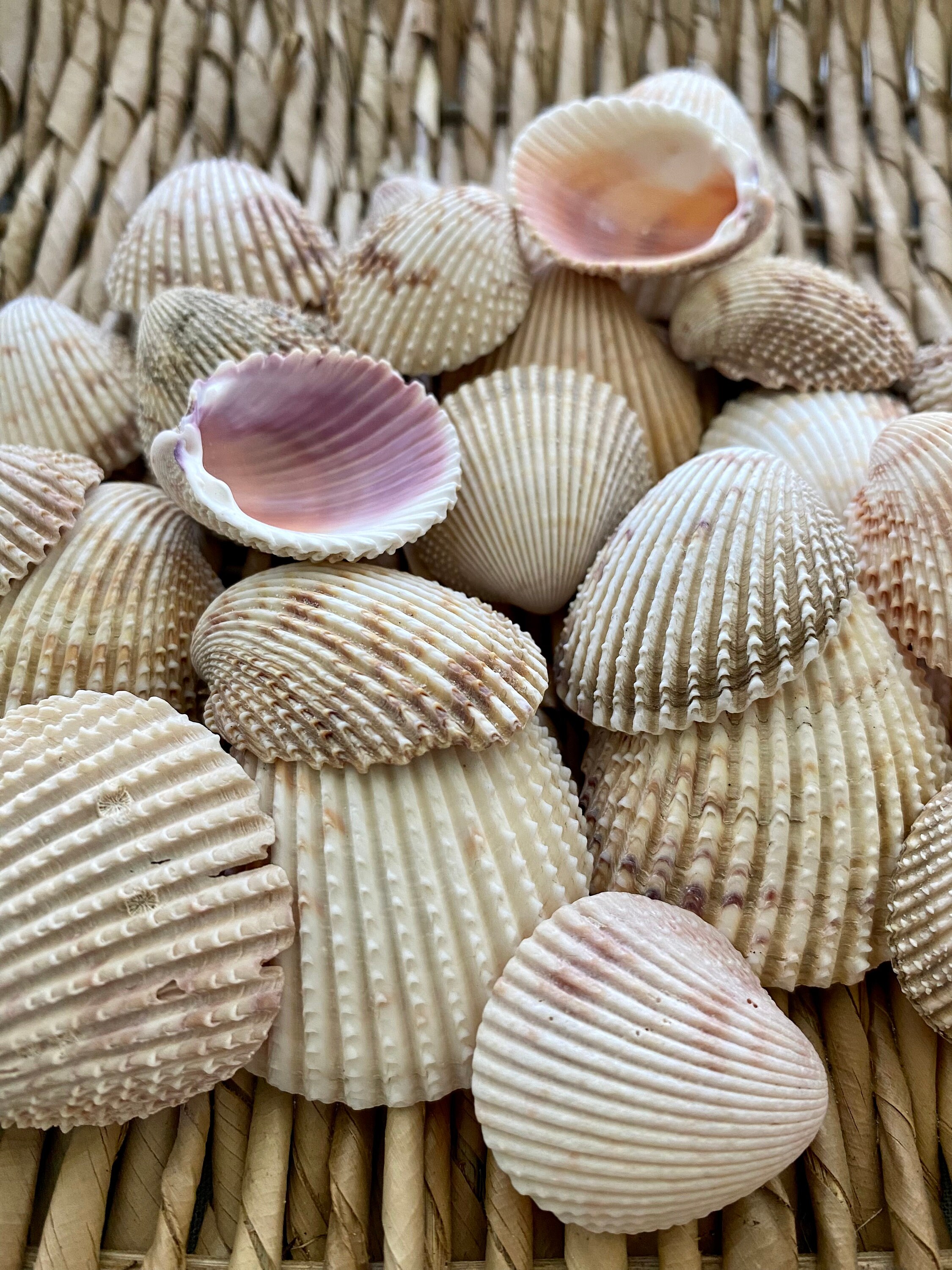 10 Cockle Sea Shells Florida Cockle Sea Shells Sea Shells - Etsy