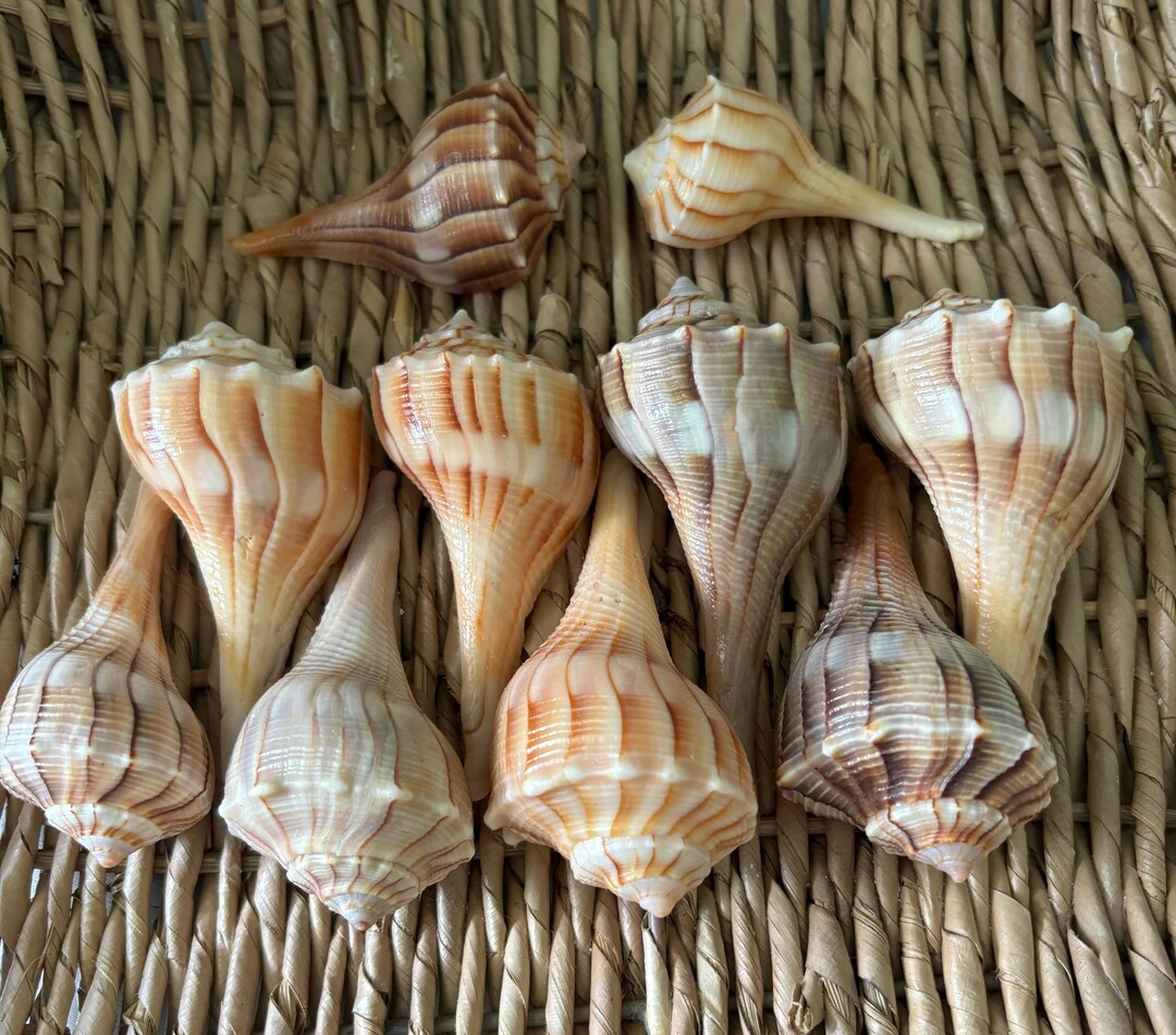 10, 3 3.75 Inch Lightning Whelk Shells, Sea Shells, Florida Sea Shells ...