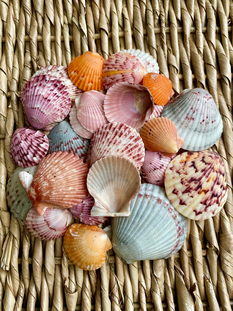 25 Scallop Sea Shells Florida Scallops Sanibel Scallop - Etsy