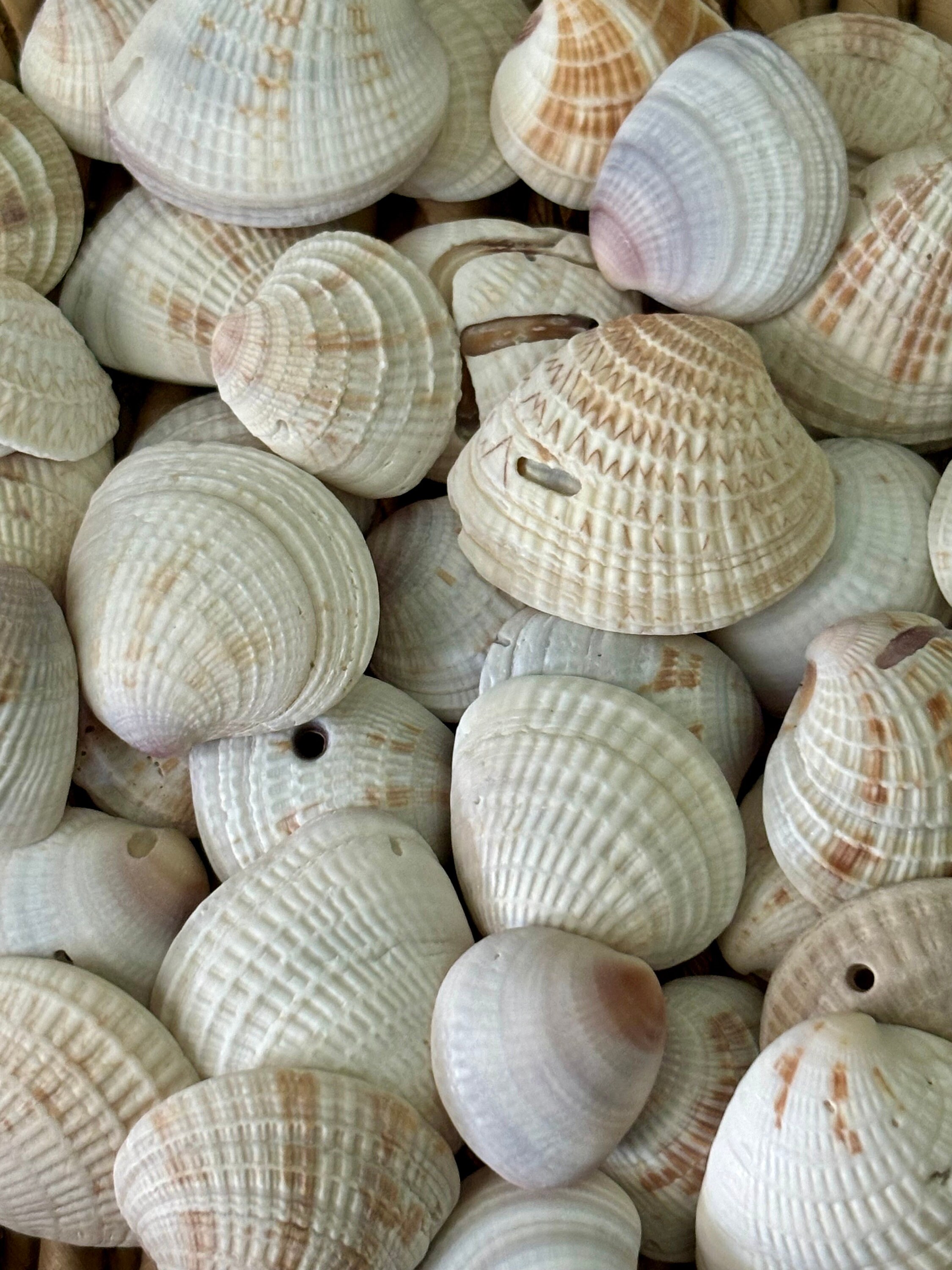 25+ Cross-barred Venus Shells, Sea Shells, Sanibel Sea Shells, Florida ...