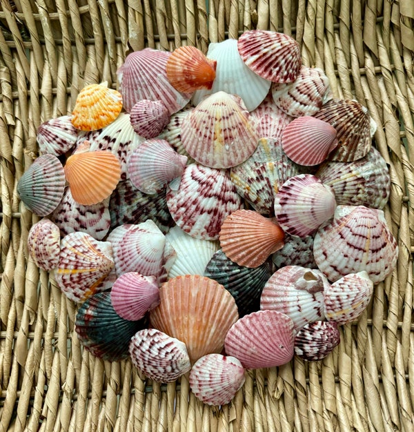 FLORIDA RARE MIXED Assorted Seashells Beach Home Decor Natural ...