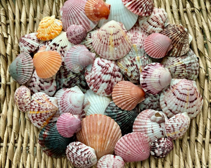 25+ Scallop Sea Shells, Florida Scallops, Sanibel Scallop Shells ...