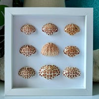 Shell Flower - Etsy