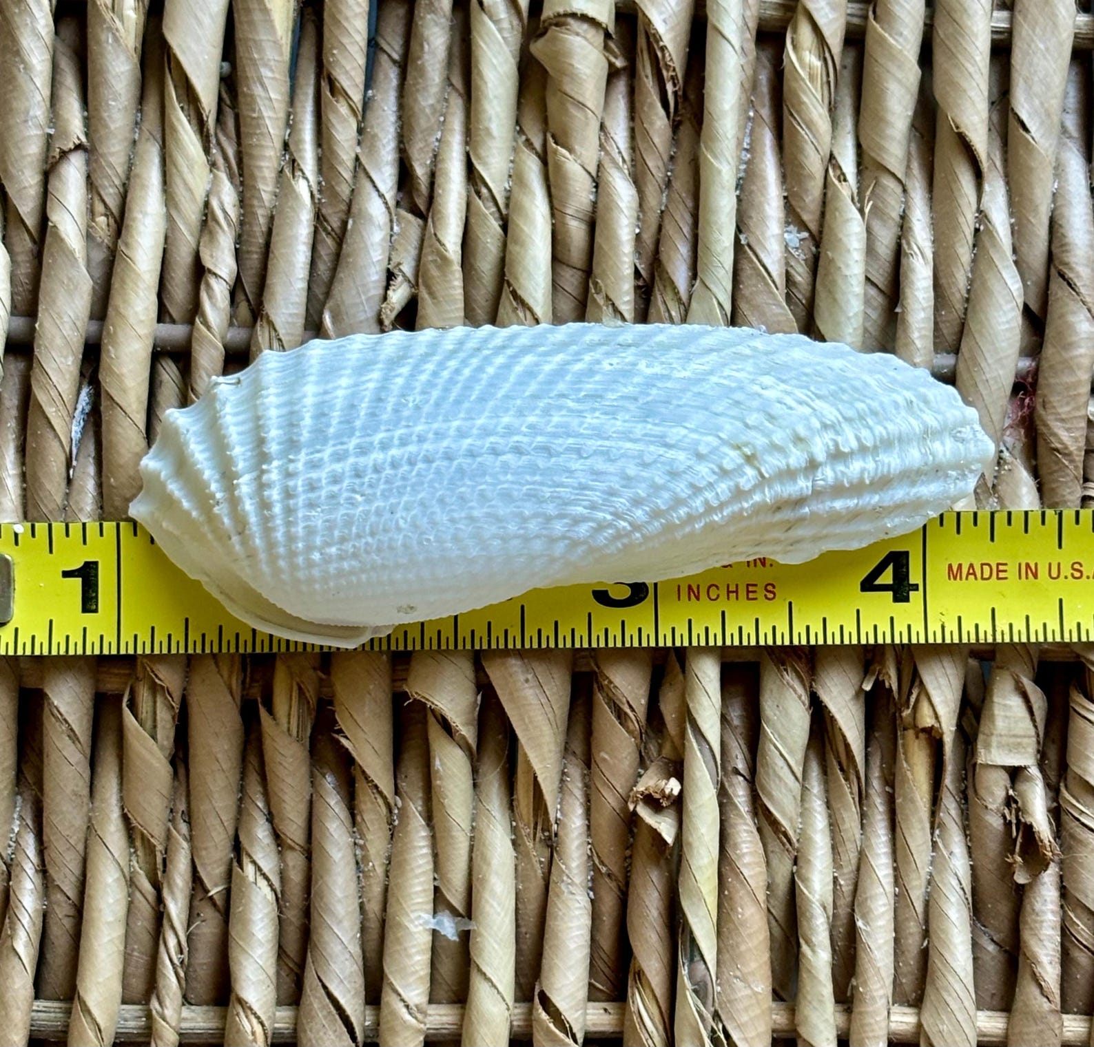5 Angel Wing Shells, Sanibel Shells, Florida Shells, Craft Shells - Etsy