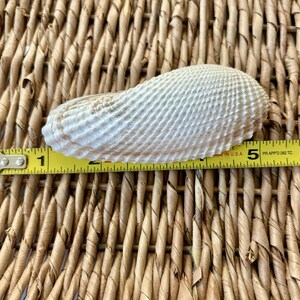 5 Angel Wing Shells, Sanibel Shells, Florida Shells, Craft Shells - Etsy