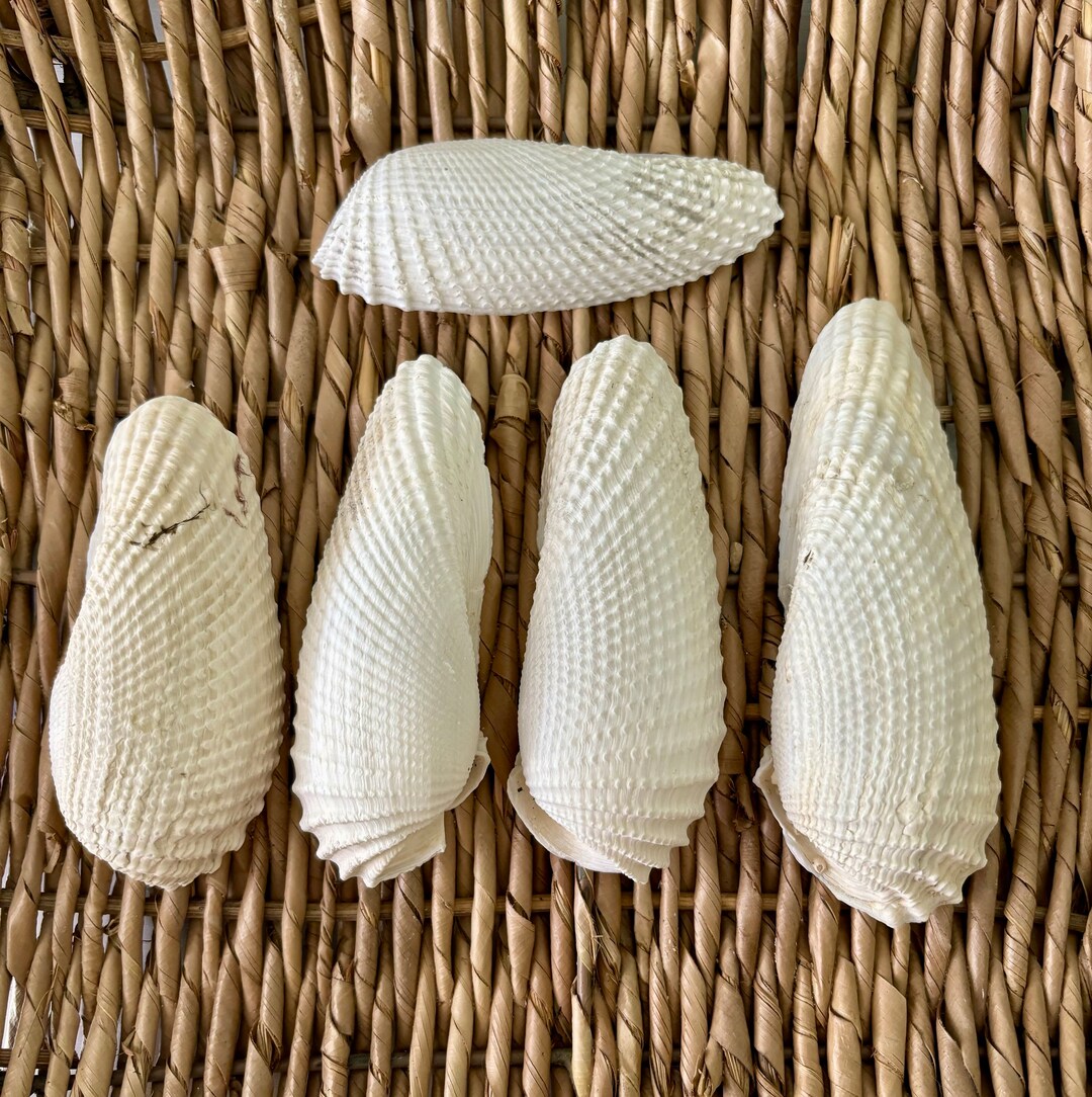 5 Angel Wing Shells, Sanibel Shells, Florida Shells, Craft Shells - Etsy