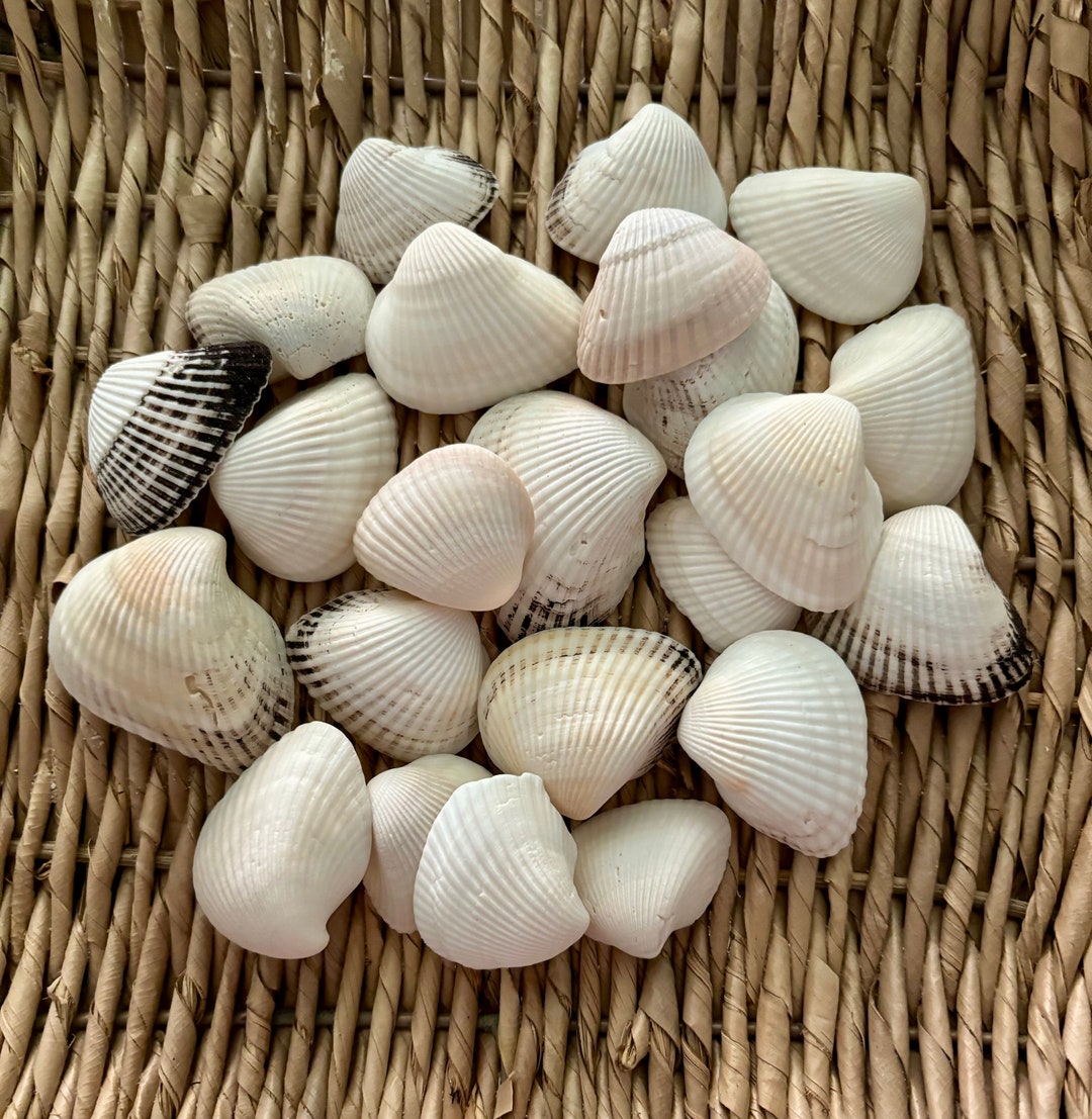 23 Ark Shells, Sea Shells, Florida Sea Shells, Sanibel Sea Shells ...