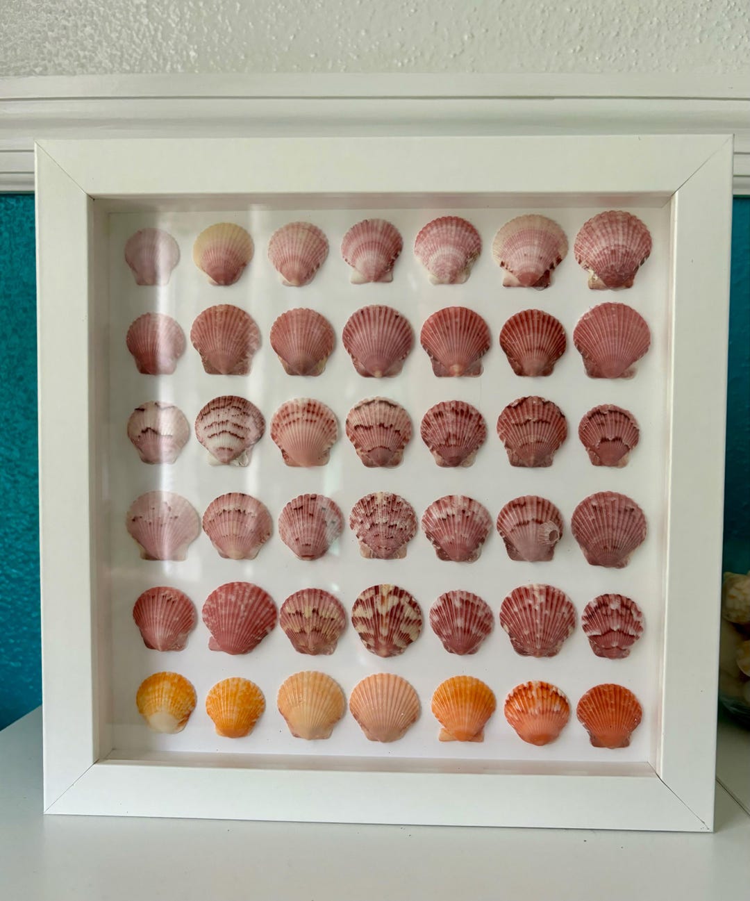 Framed Scallop Shell Art, Shell Art, Sea Shell Art, Sanibel Sea Shell ...