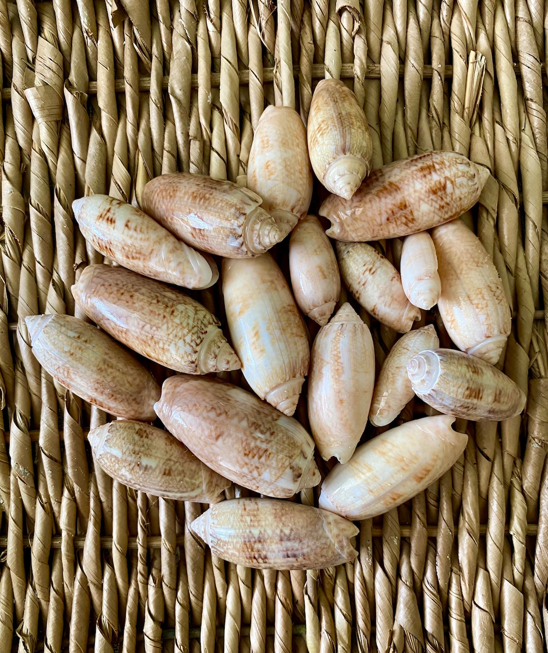 Lettered Olive Shells, Sea Shells, Florida Sea Shells, Sanibel Sea ...