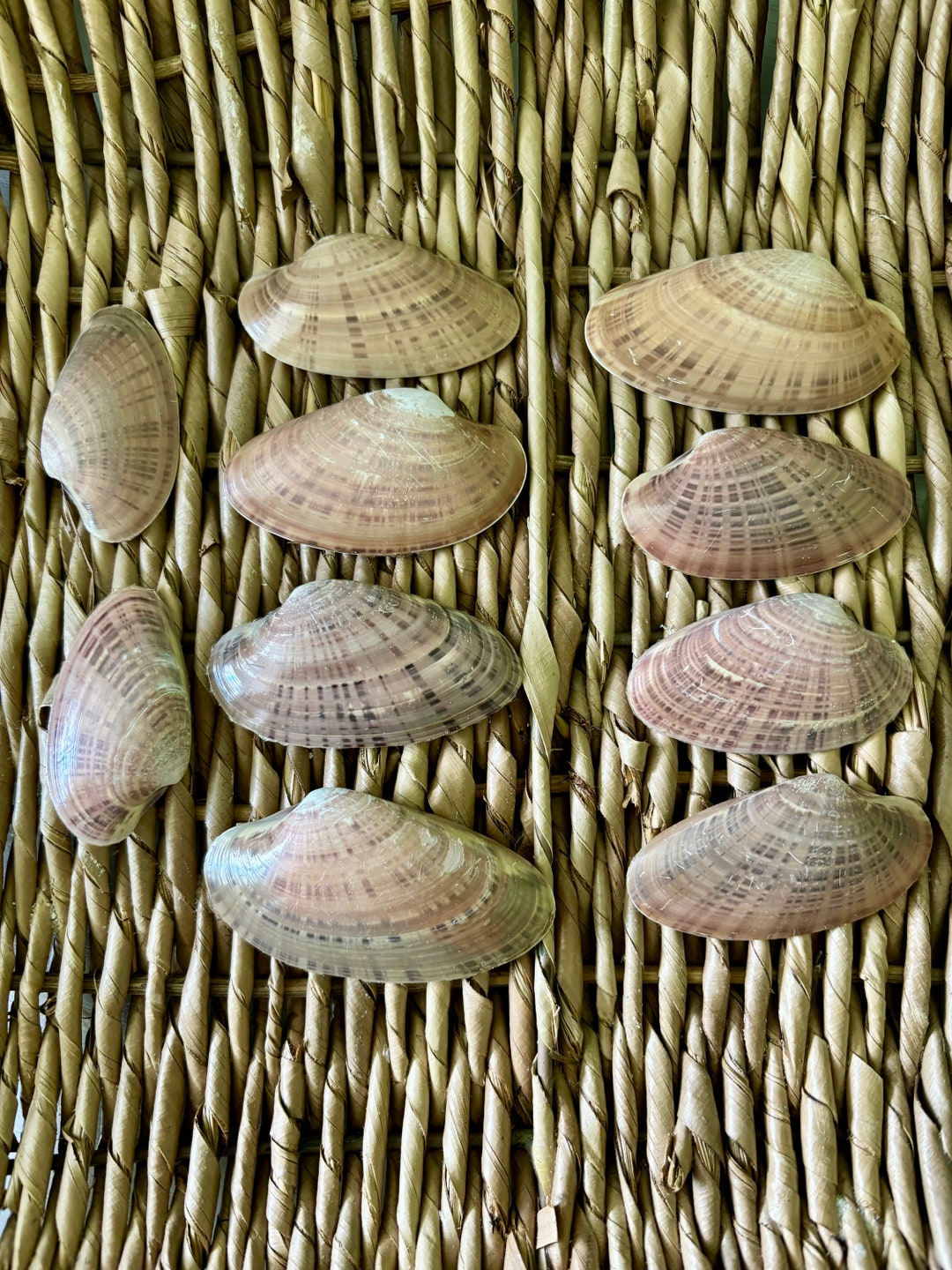 10 Small Sunray Venus Clam Shell Singles, Sanibel Shells, Florida ...