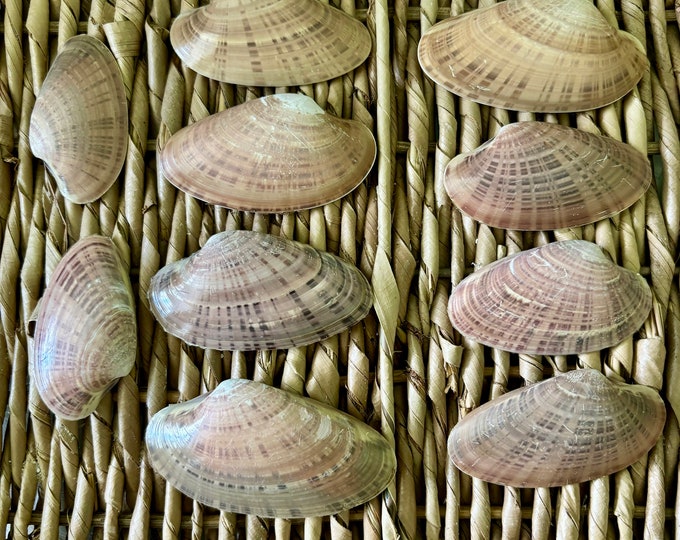 Scallop Shell Pairs, Sanibel Shells, Florida Shells, Sea Shell Pairs - Etsy