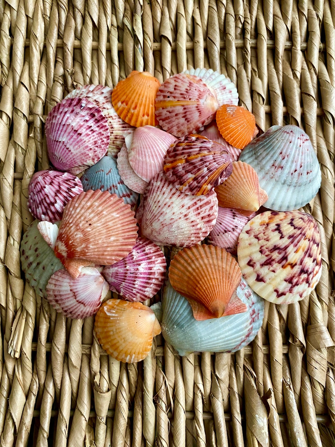 25 Scallop Sea Shells, Florida Scallops, Sanibel Scallop Shells ...