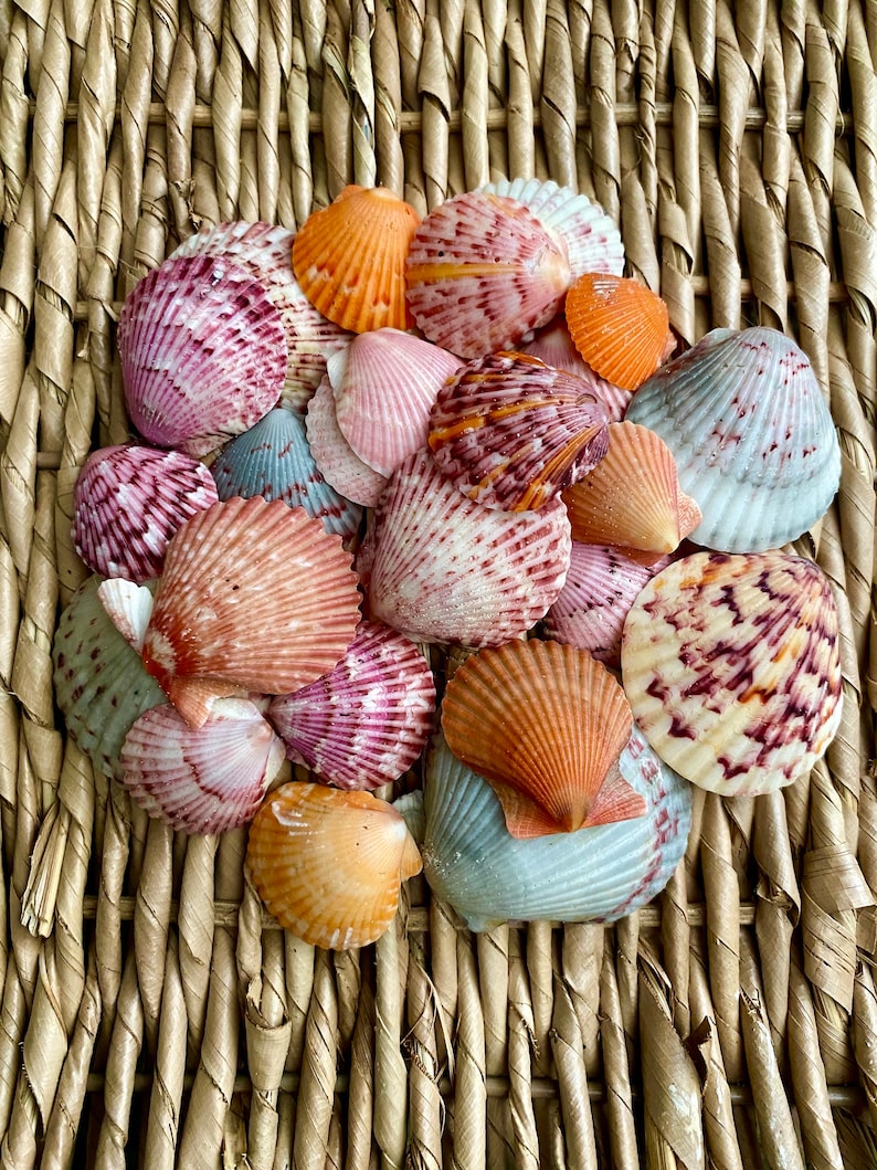 25 Scallop Sea Shells Florida Scallops Sanibel Scallop - Etsy
