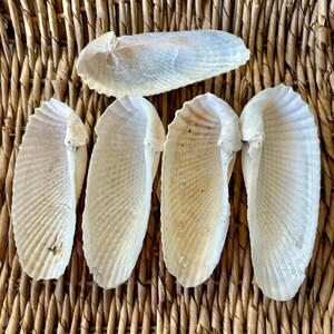 5 Angel Wing Shells, Sanibel Shells, Florida Shells, Craft Shells - Etsy