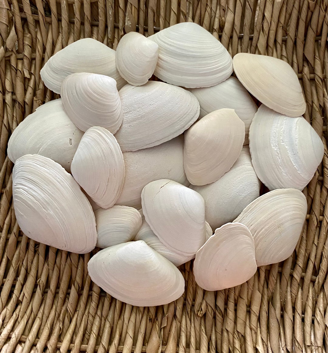 20 White Clam Shells, Sea Shells, Florida Sea Shells, Sanibel Sea ...