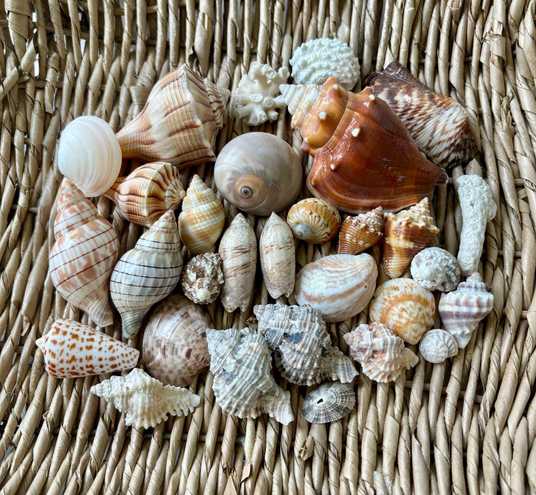 30 Mixed Shells, Florida Sea Shells, Sanibel Sea Shells, Craft Shells ...