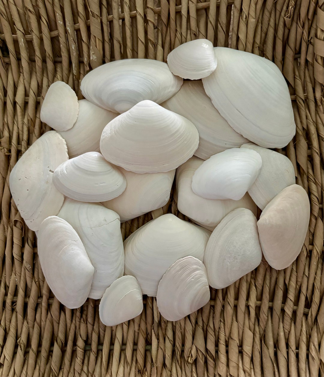 20 White Clam Shells, Sea Shells, Florida Sea Shells, Sanibel Sea ...
