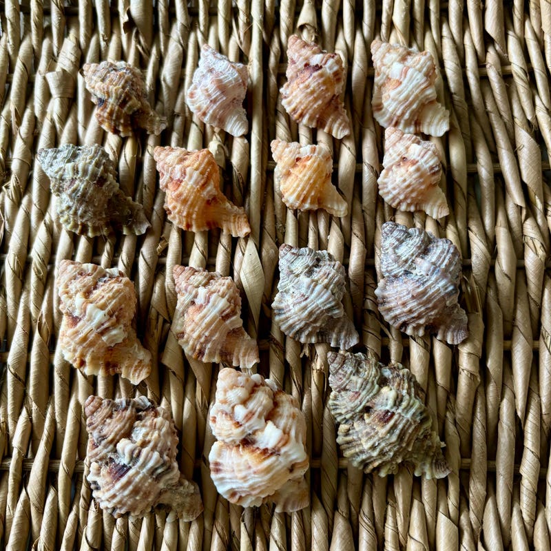 Murex Shell - Etsy