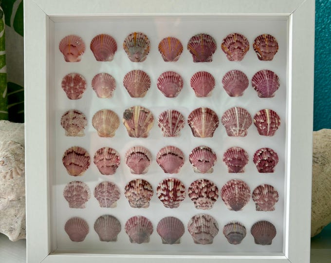 Framed Scallop Shell Art, Shell Art, Sea Shell Art, Sanibel Sea Shell ...