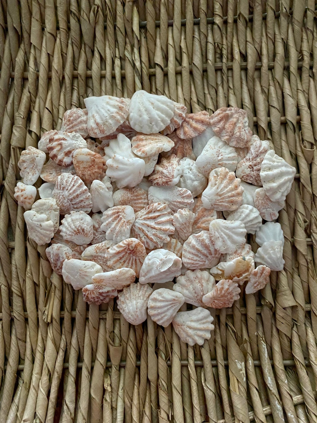 25+ Kitten Paw Shells, Sea Shells, Sanibel Sea Shells, Florida Sea ...