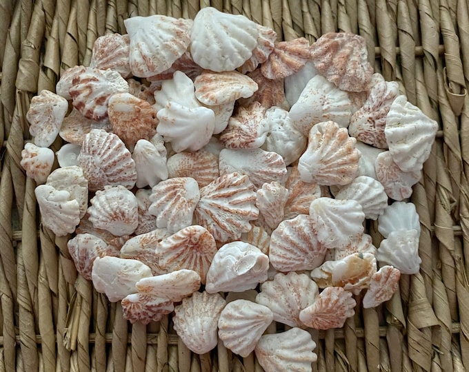 25+ Kitten Paw Shells, Sea Shells, Sanibel Sea Shells, Florida Sea ...