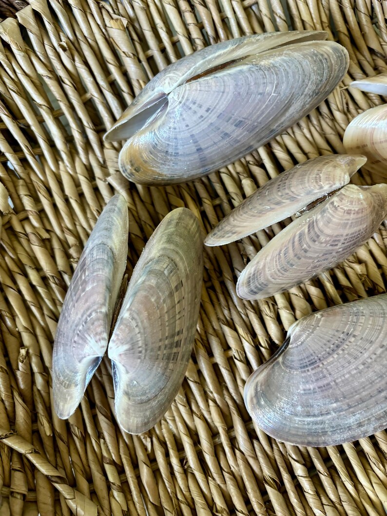 5 Sunray Venus Clam Shell Pairs, Sanibel Shells, Florida Shells, Craft ...