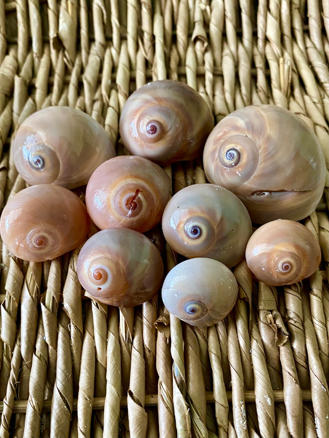 10 Shark Eye Shells Sea Shells Florida Sea Shells Sanibel - Etsy