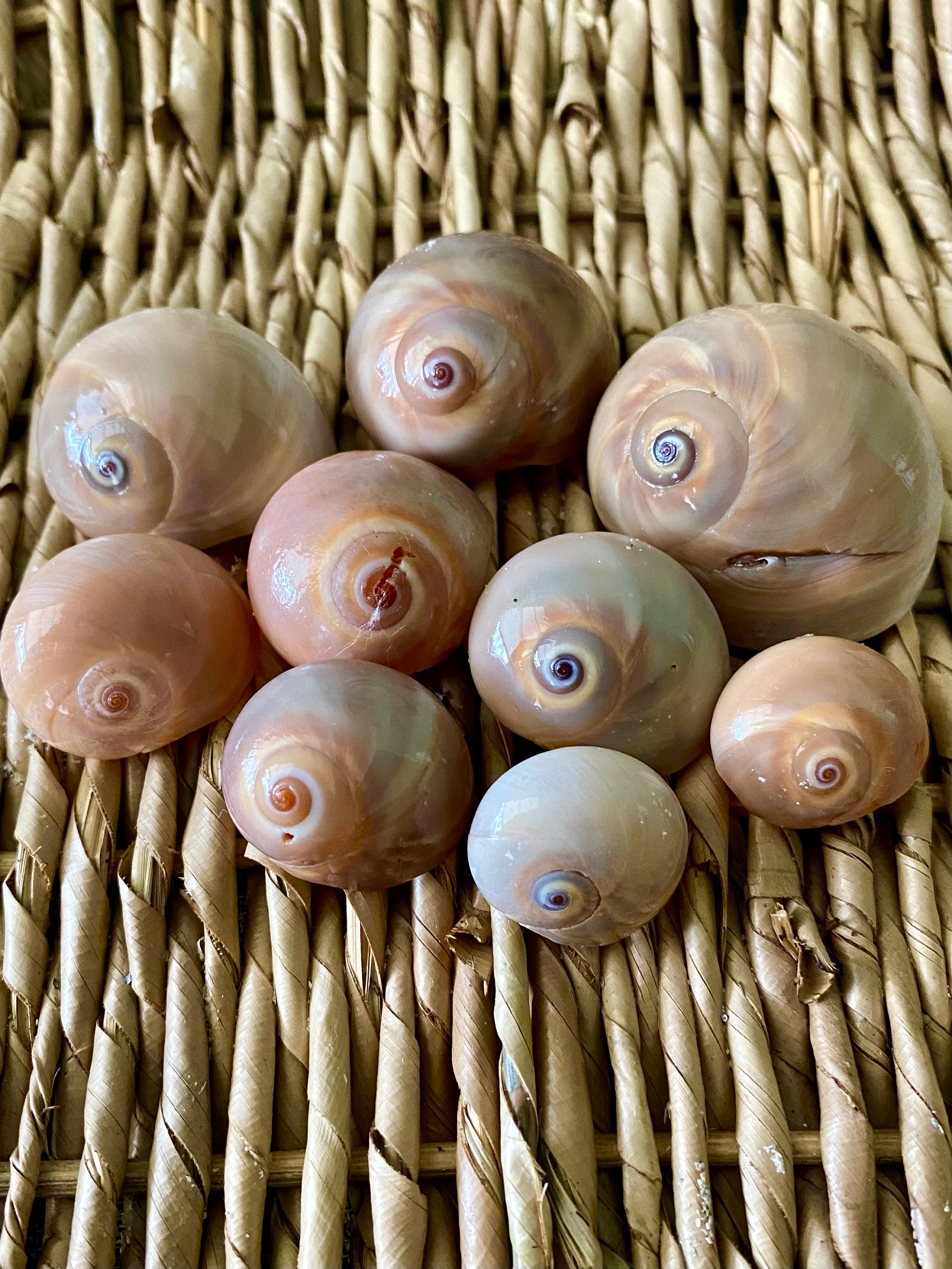 10 Shark Eye Shells Sea Shells Florida Sea Shells Sanibel - Etsy