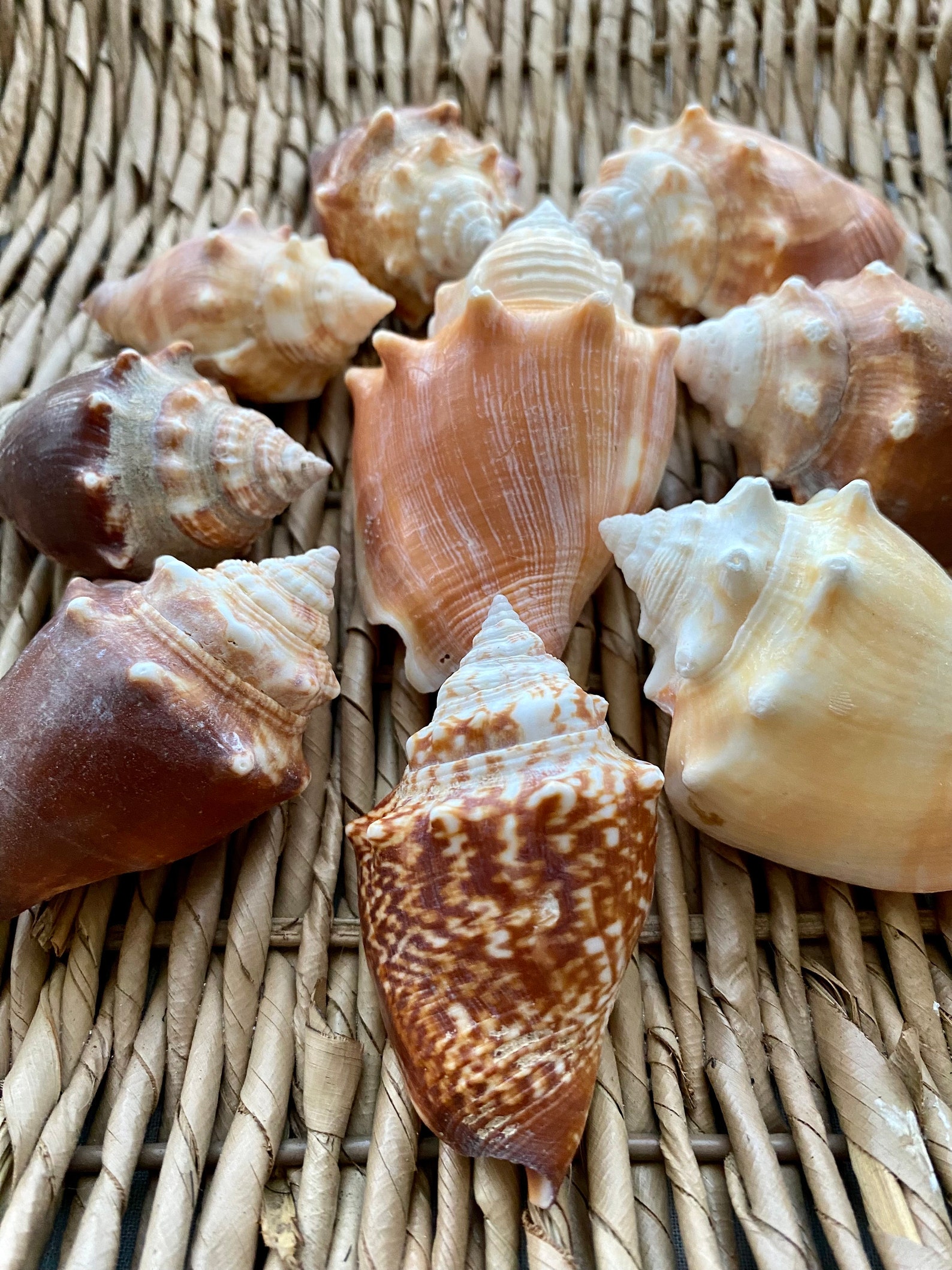 10 Florida Fighting Conch Shells Sea Shells Florida Sea - Etsy
