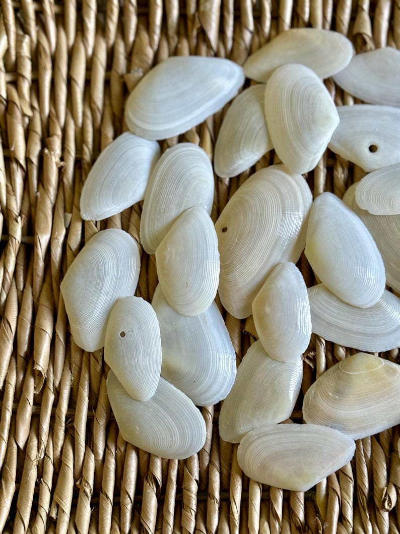 30 Alternate Tellin Shells, Tellin Shells, Sanibel Shells, Florida ...