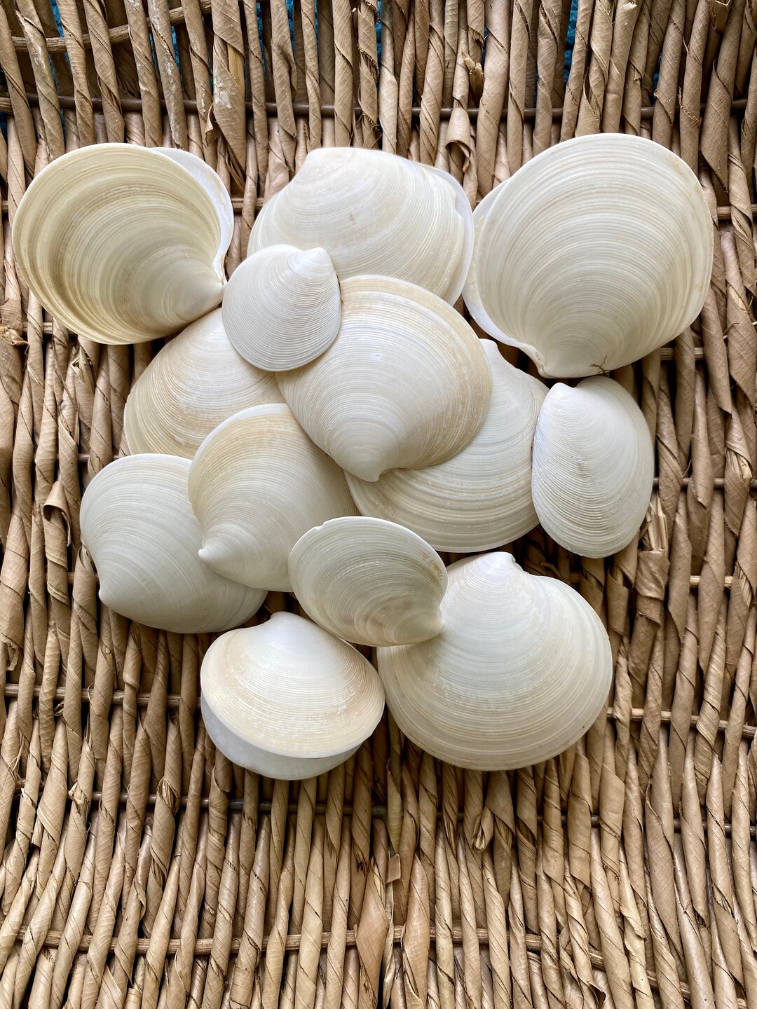 10+ Disc Dosinia Shells, Sanibel Island Shells, Florida Shells, Craft ...