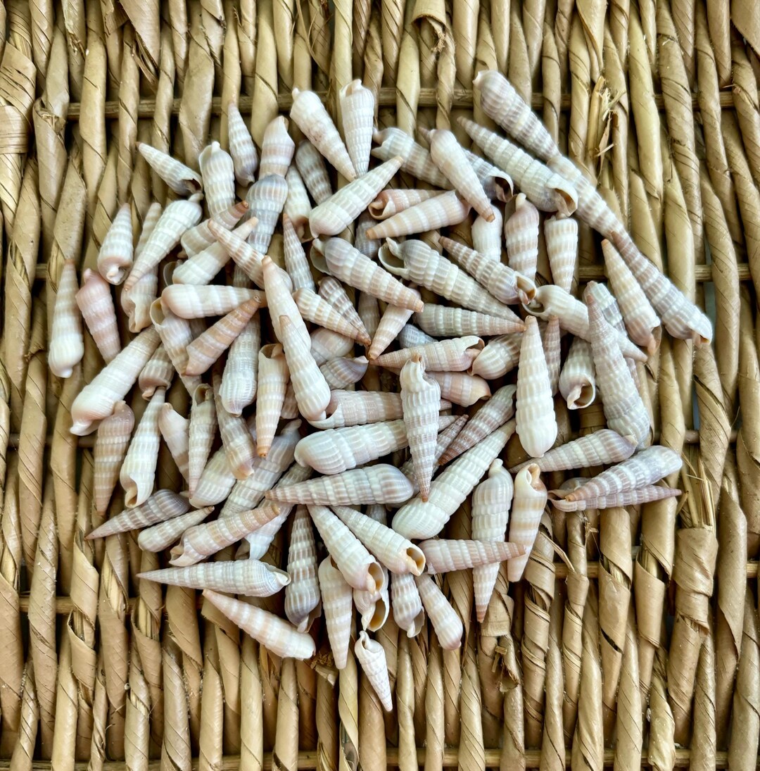 100 Auger Shells, Sea Shells, Sanibel Sea Shells, Florida Sea Shells ...