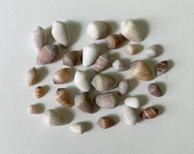 31 Coffee Melampus Shells, Sanibel Shells, Florida Sea Shells, Craft ...