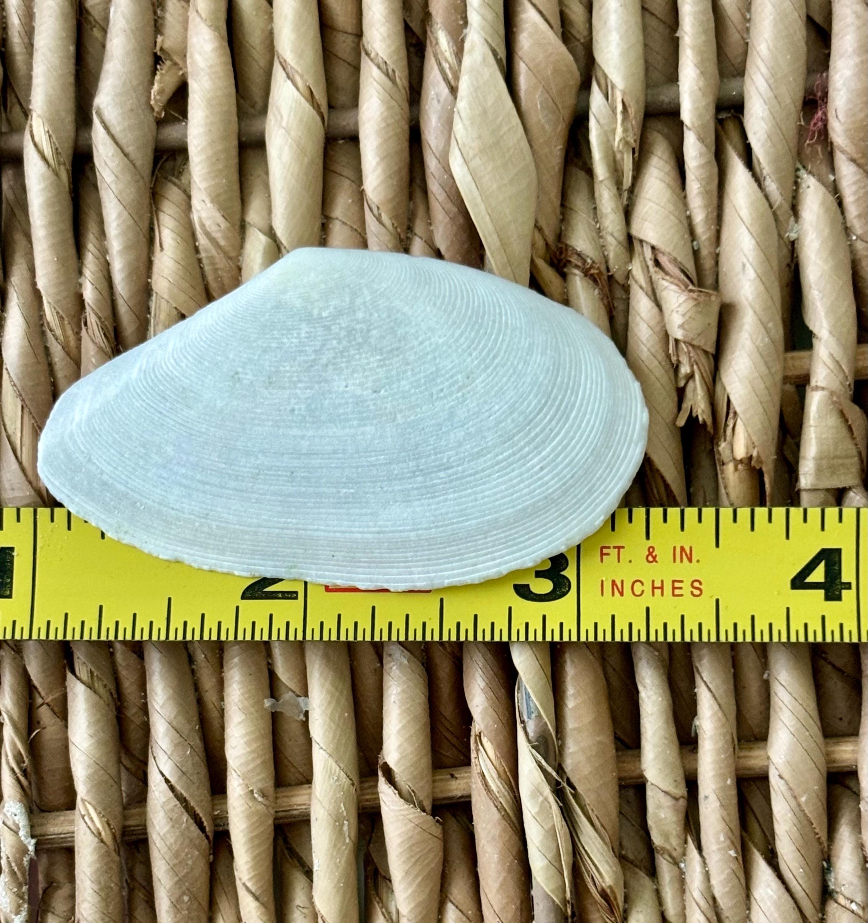 30 Alternate Tellin Shells, Tellin Shells, Sanibel Shells, Florida ...