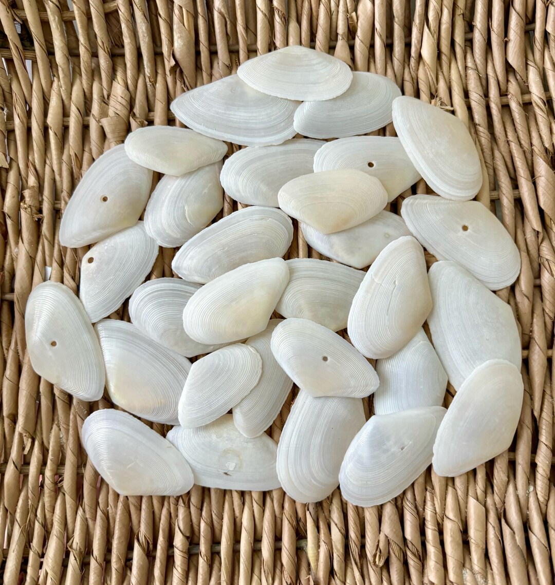 30 Alternate Tellin Shells, Tellin Shells, Sanibel Shells, Florida ...