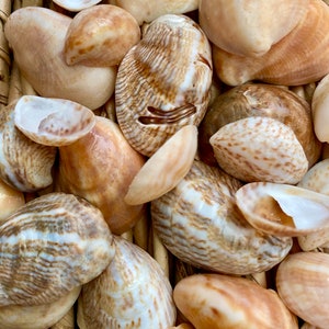 25+ Slipper Shells, Sanibel Shells, Florida Shells, Craft Shells - Etsy
