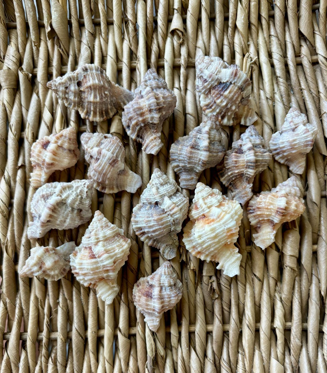 15 Apple Murex Shells, Sea Shells, Florida Sea Shells, Sanibel Sea ...