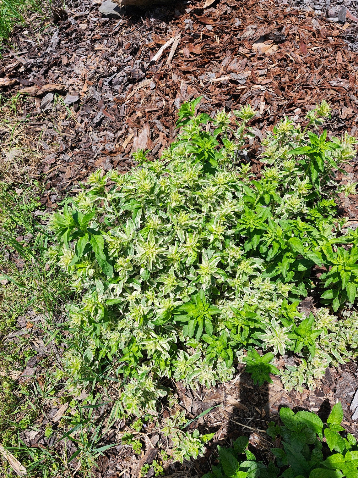 Varigated Yellow Loosestrife Live Plants Perennial Flower Lysimachia ...