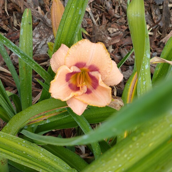 Perennial - Etsy