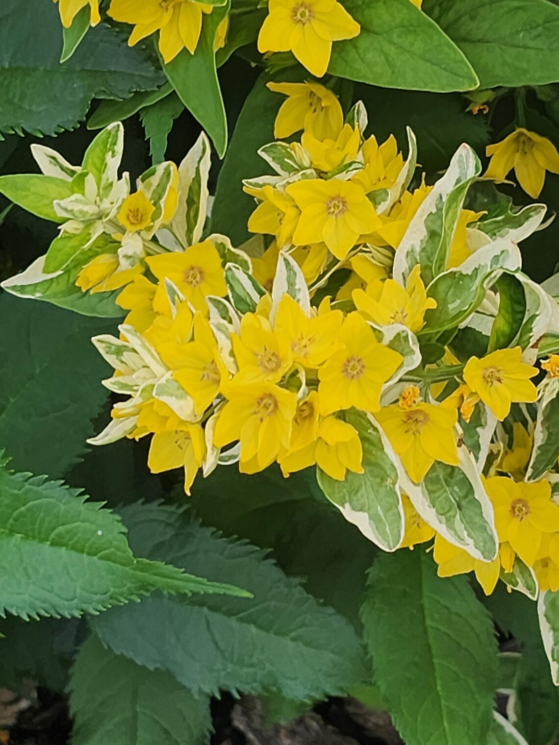 Varigated Yellow Loosestrife Live Plants Perennial Flower Lysimachia ...