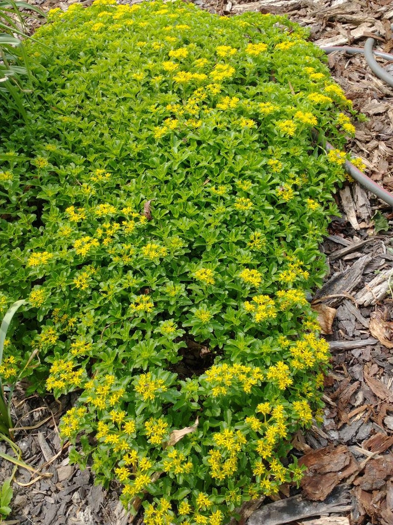 Golden Creeping Sedum Live Plants Perennial Yellow Flower Bare Root ...