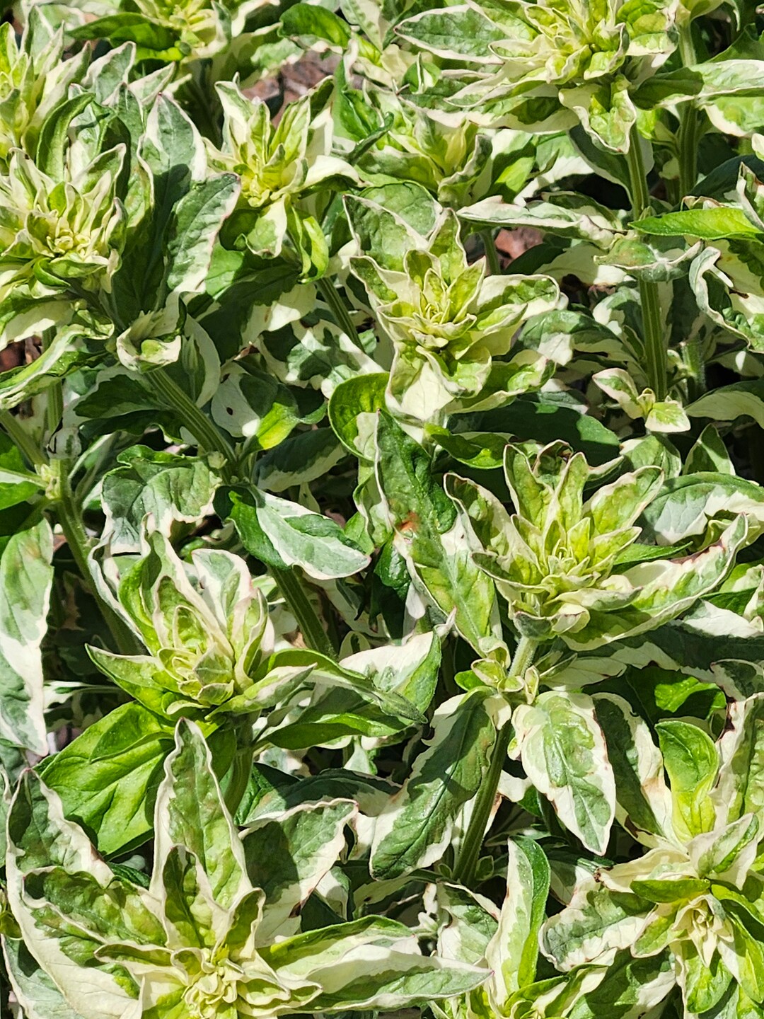 Varigated Yellow Loosestrife Live Plants Perennial Flower Lysimachia ...