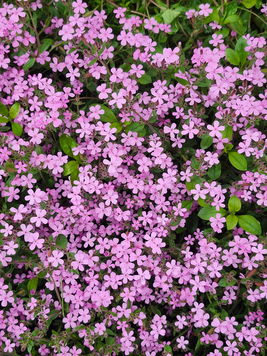 Soapwort Flower Lot of 2 Live Plant Outdoor Starter Plants Bare Root ...