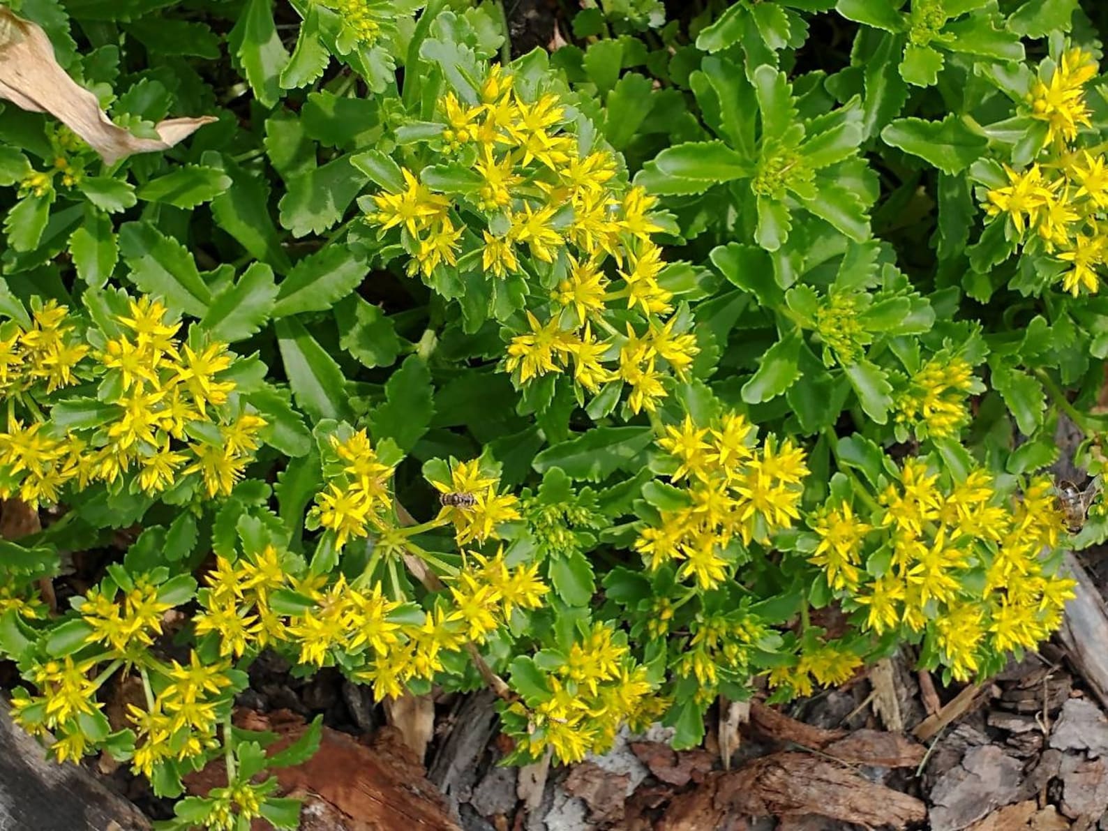 Golden Creeping Sedum Live Plants Perennial Yellow Flower Bare Root ...