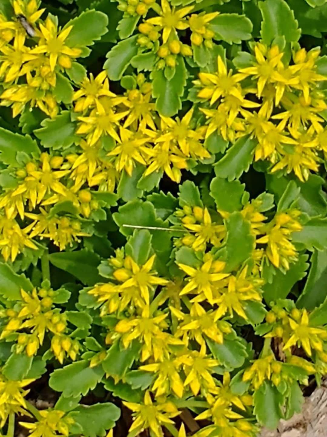 Golden Creeping Sedum Perennial Yellow Flower Bare Root Live Plants ...